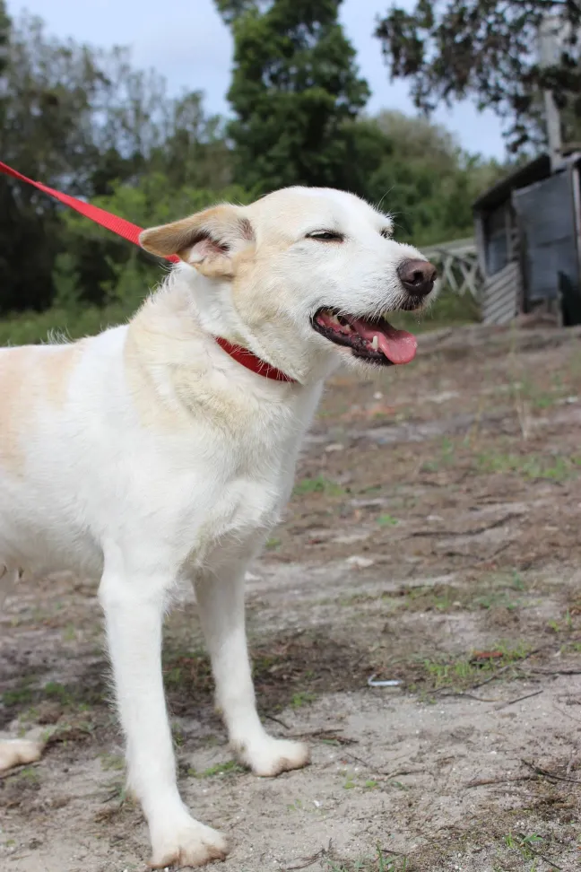 Tofu (7 jaar) - Happy Dogs Portugal