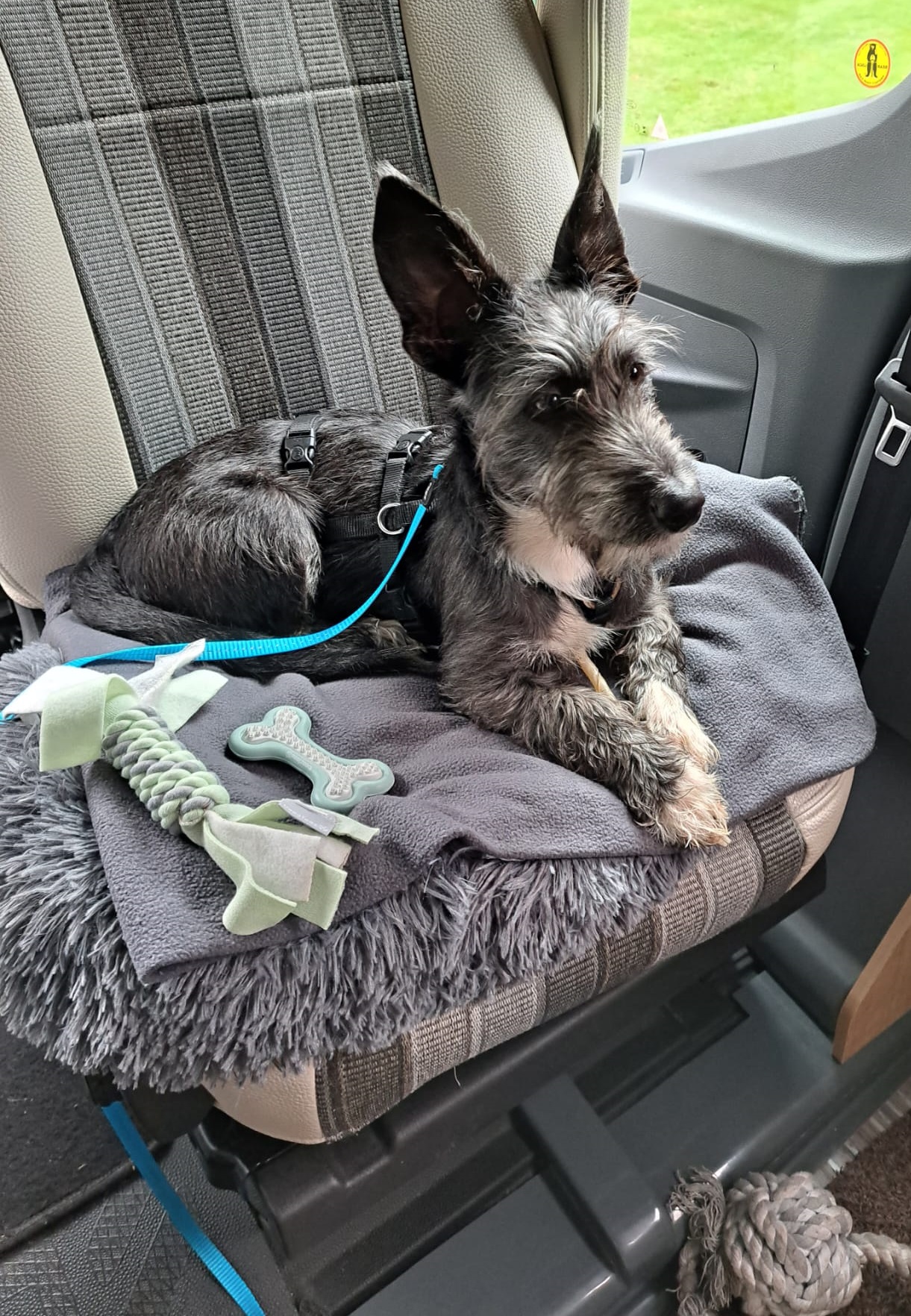 Sam - Happy Dogs Portugal