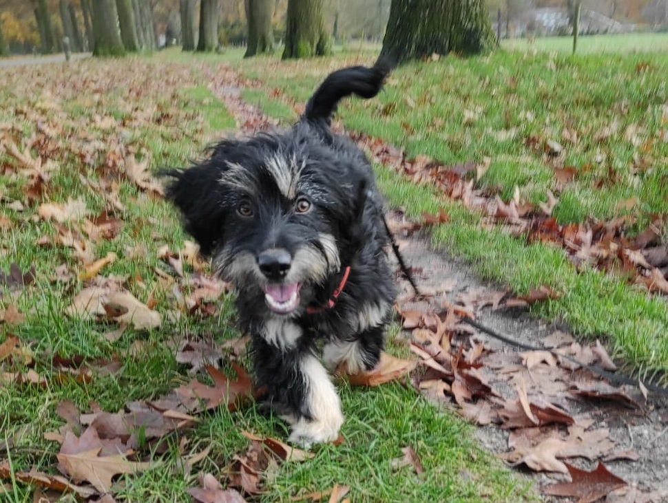 Max - Happy Dogs Portugal